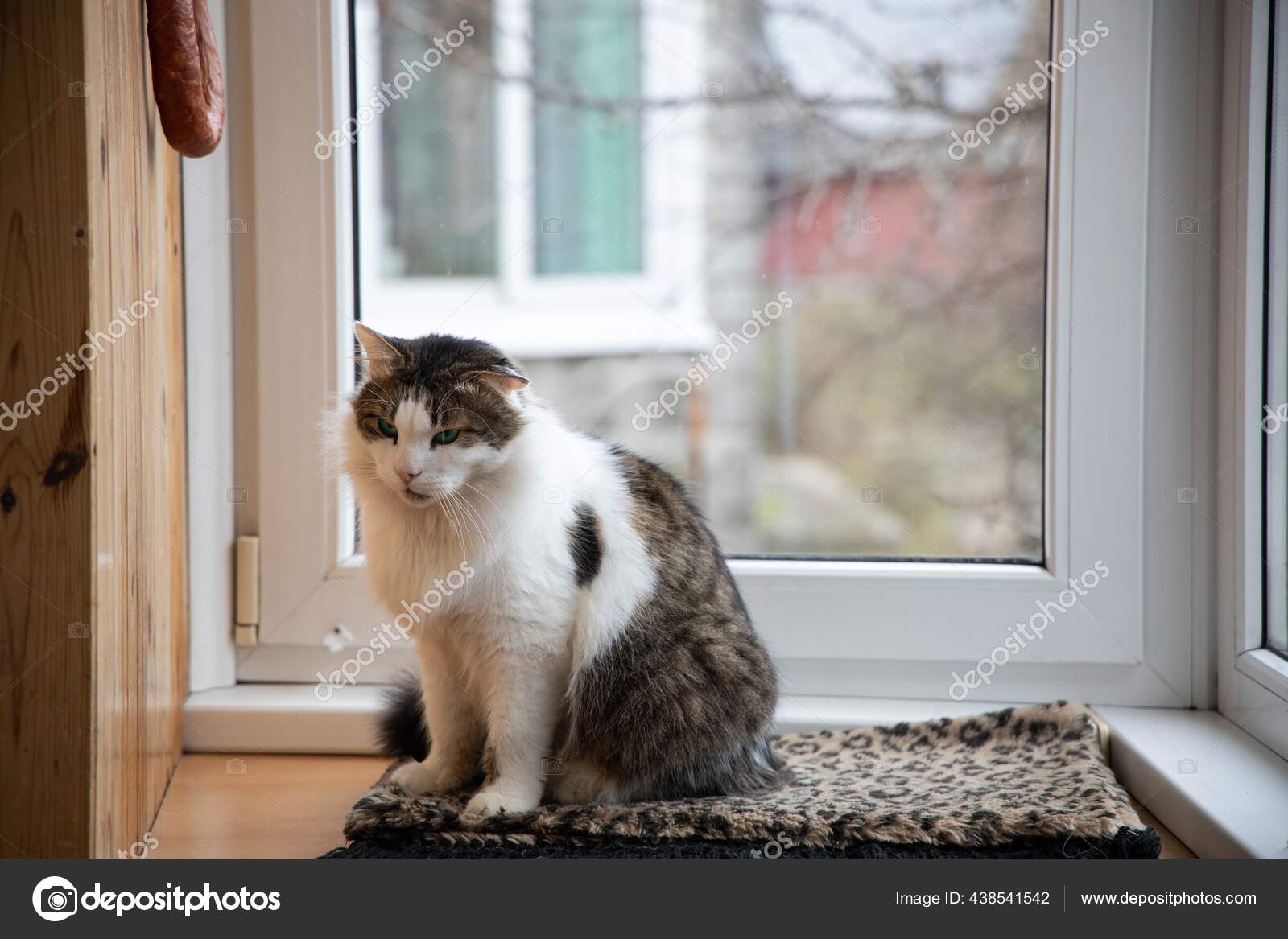 Sad Cat Looking Out Window
