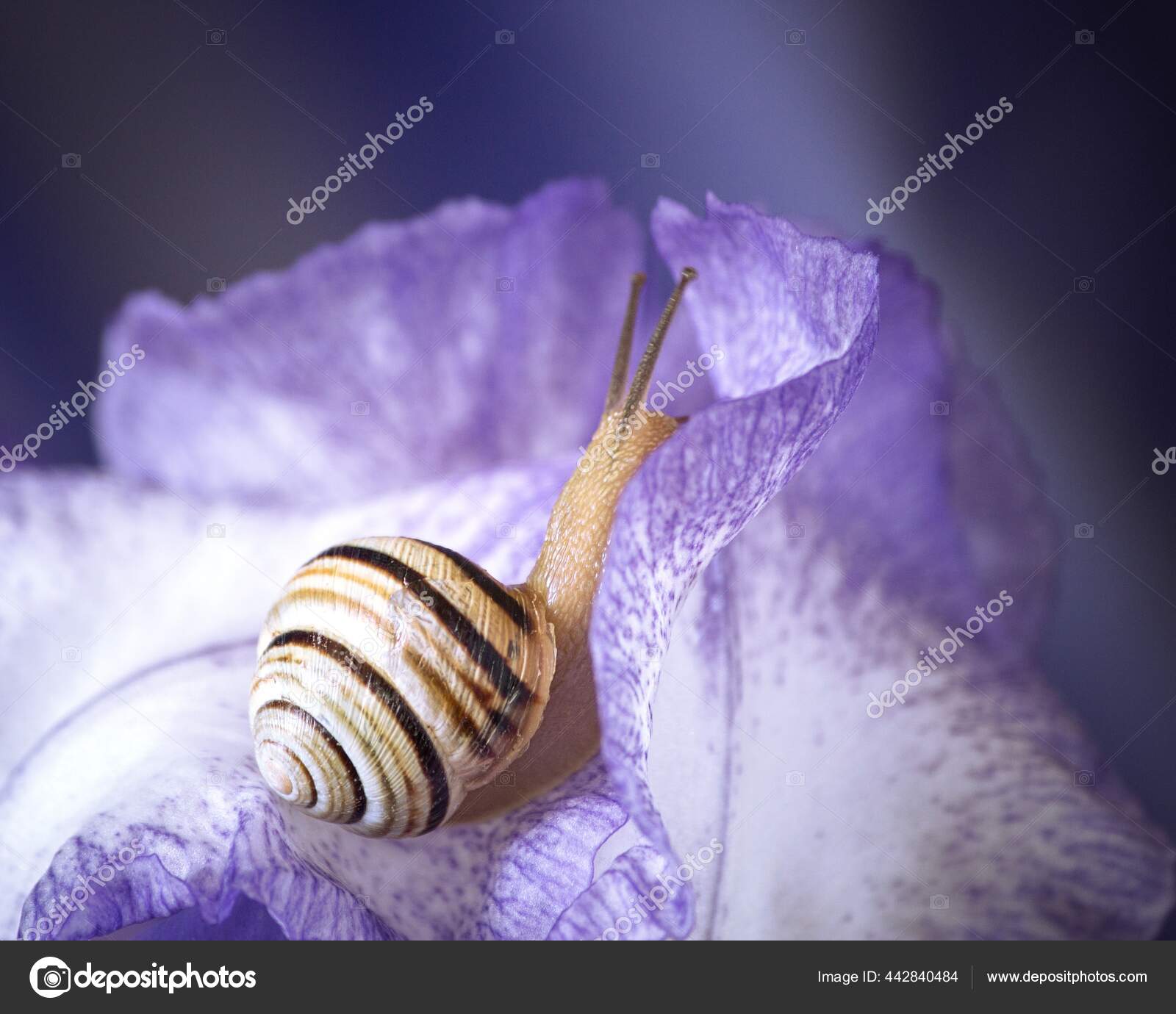 Cute Small Snail Iris Flower — Stock Photo © daykiney #442840484
