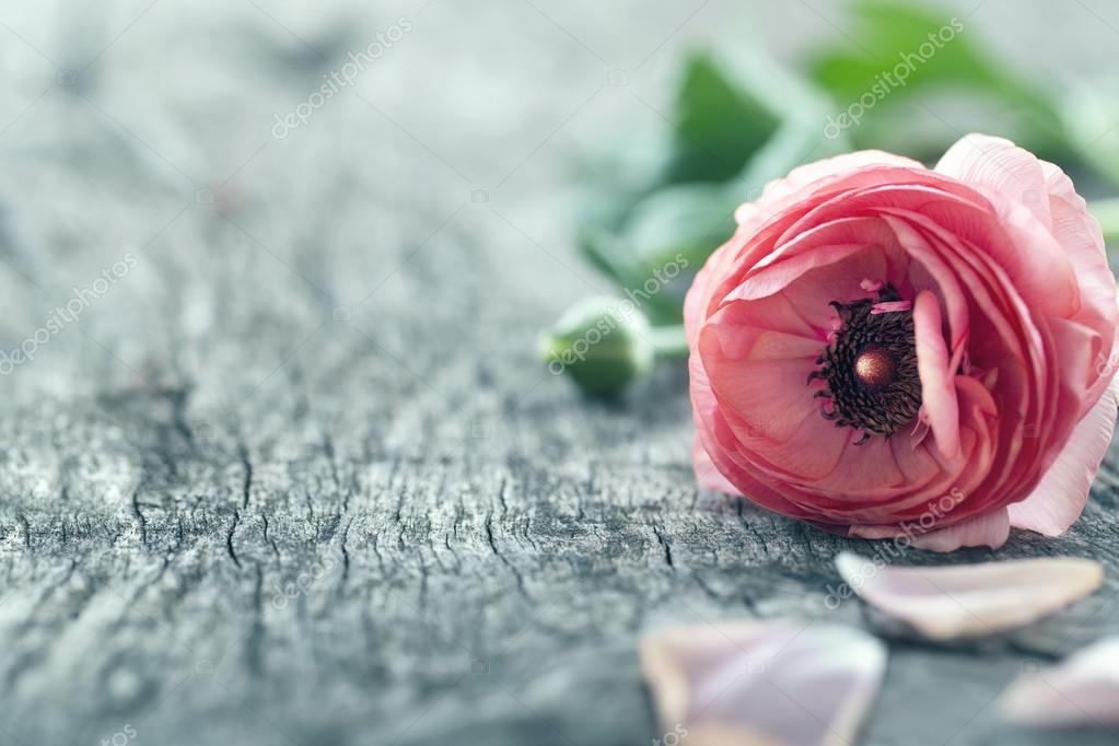 Single red ranunculus — Stock Photo © anskuw #105010986