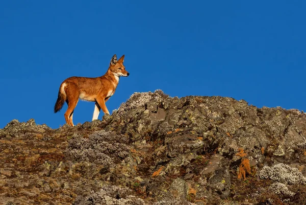 Chacal simien Stock Photos, Royalty Free Chacal simien Images ...