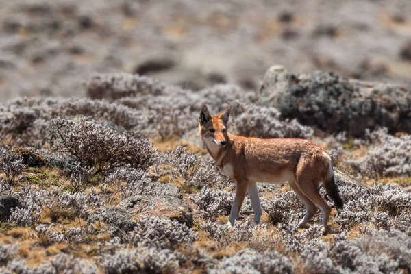 Chacal simien Stock Photos, Royalty Free Chacal simien Images ...