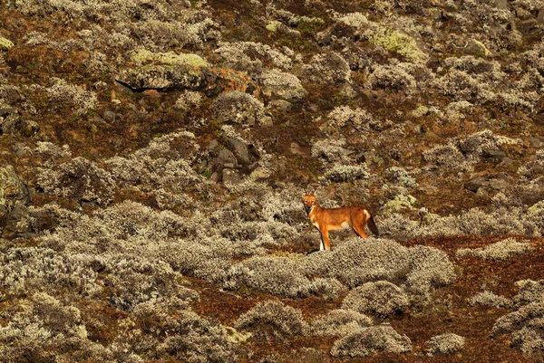 Chacal simien Stock Photos, Royalty Free Chacal simien Images ...