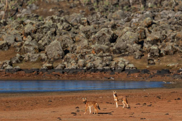 Chacal simien Stock Photos, Royalty Free Chacal simien Images ...