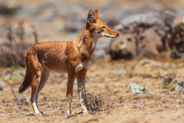 Chacal simien Stock Photos, Royalty Free Chacal simien Images ...