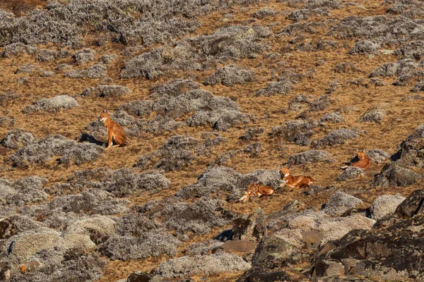 Chacal simien Stock Photos, Royalty Free Chacal simien Images ...