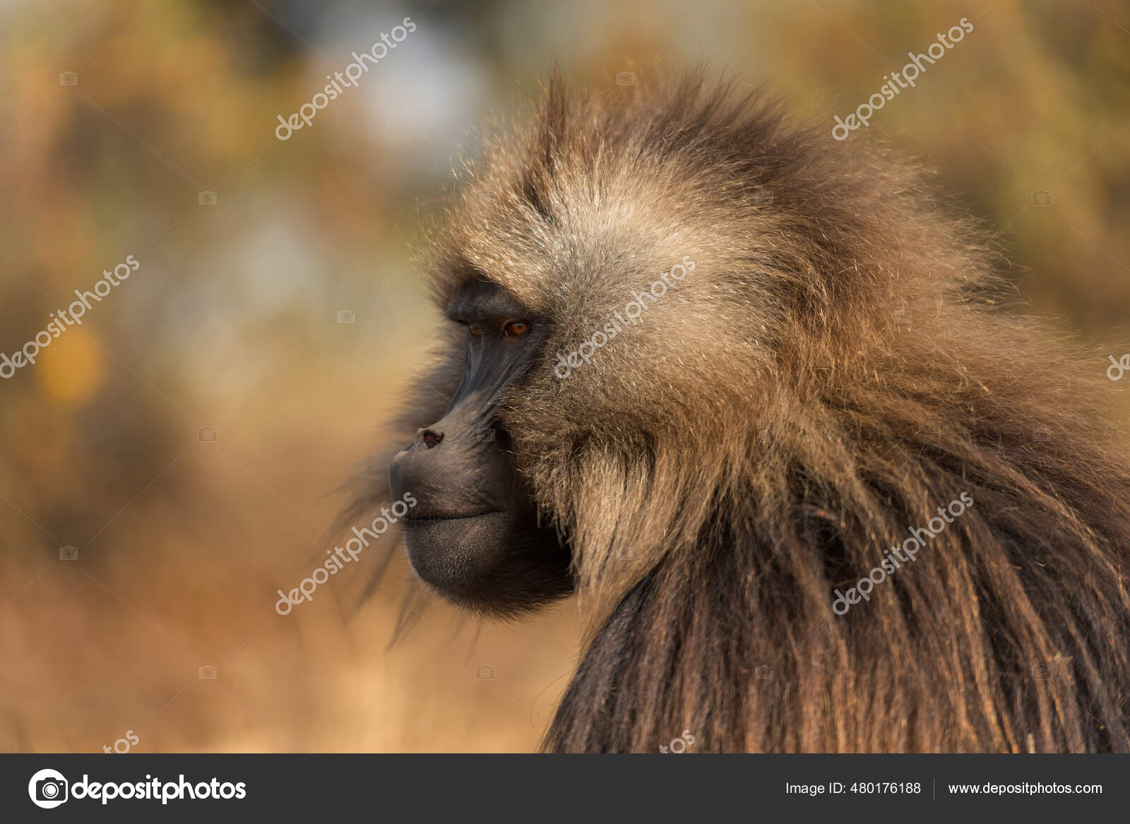 Gelada Baboon Face