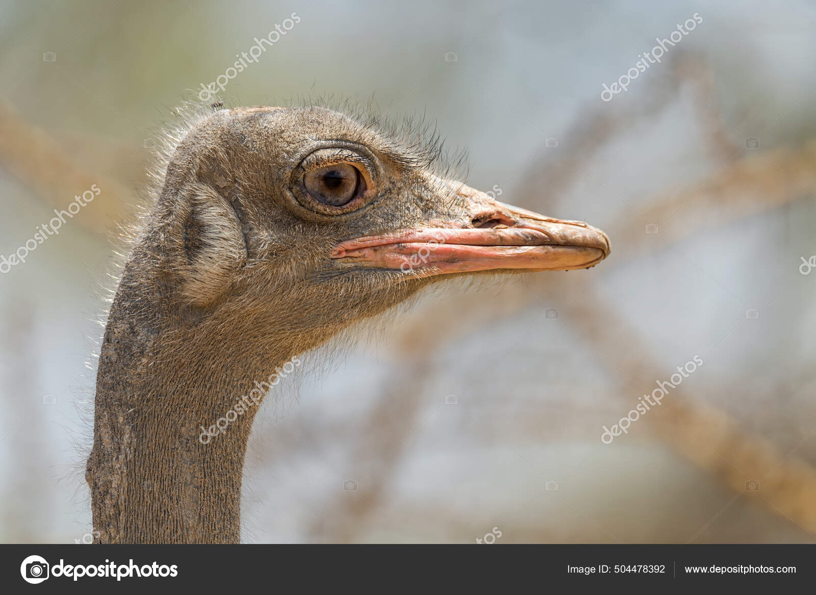 Somali Ostrich Struthio Molybdophanes Large Flightless Bird Native Horn ...