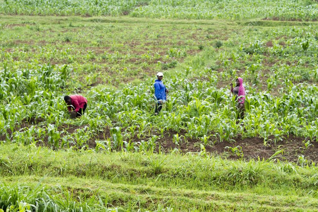 Working in the fields – Stock Editorial Photo © atm2003 #73162395
