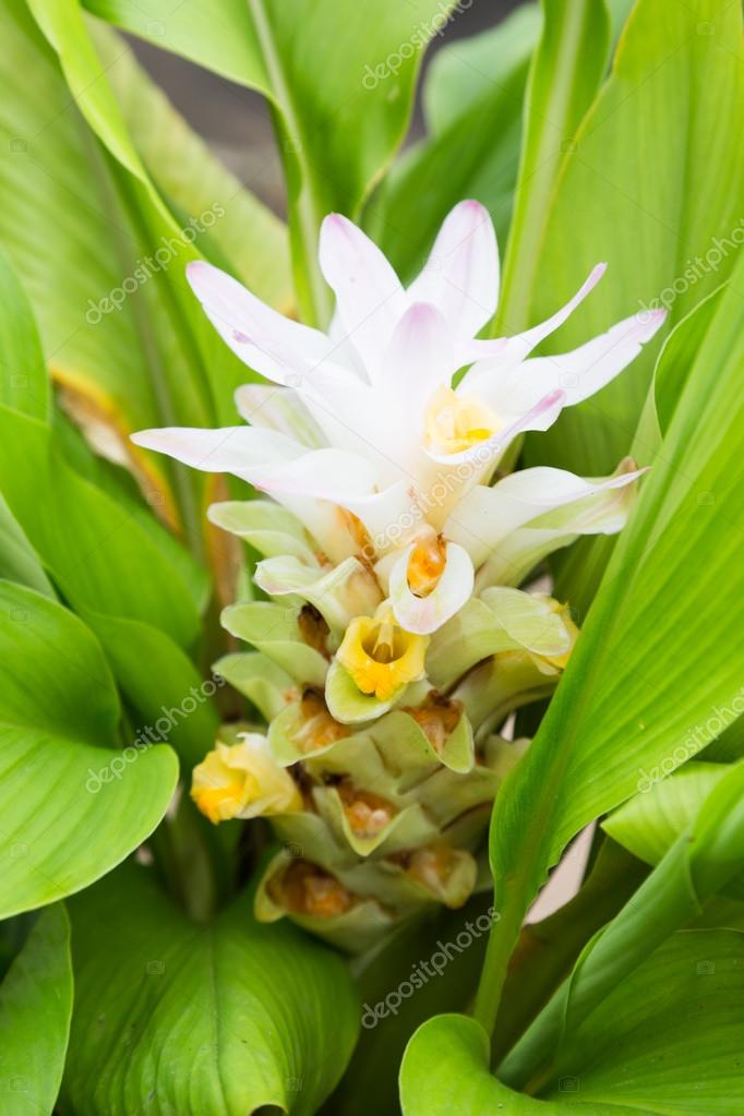 Turmeric Flower