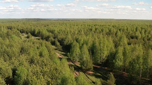 Coniferous and deciduous summer forest from a height. Green coniferous ...