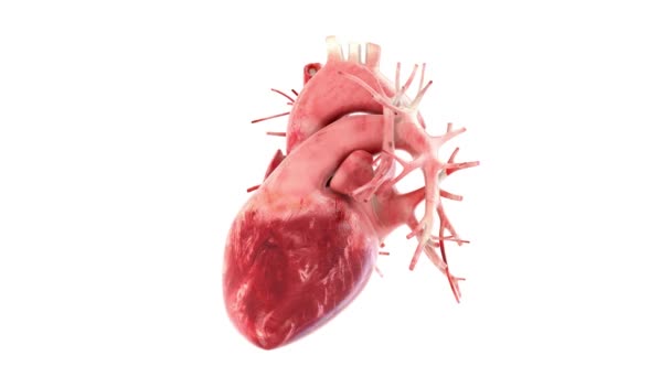 3D Medical Animation of Human Heart Anatomy on Black Background — Stock ...