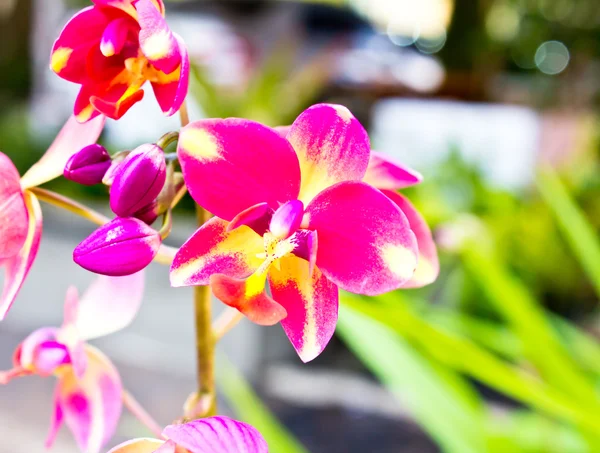 Red orchid border Stock Photos, Royalty Free Red orchid border Images ...