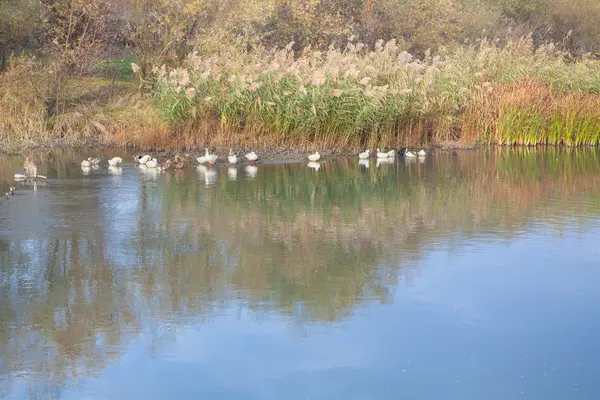 Golden gate nature reserve Stock Photos, Royalty Free Golden gate ...