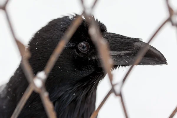 Raven in a cage Stock Photos, Royalty Free Raven in a cage Images ...