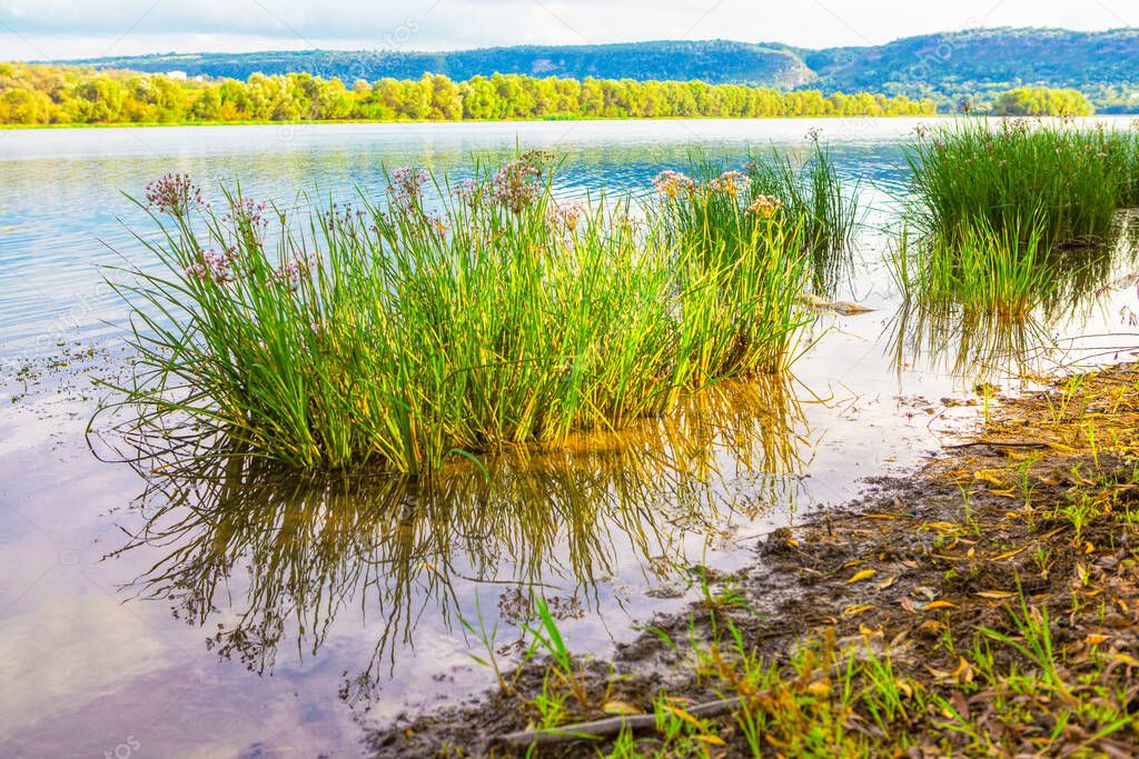Césped en el agua del lago. Riverside con costa sucia 2024