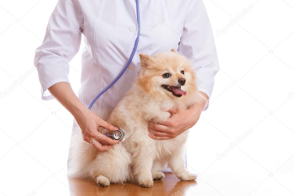 el veterinario guarda perros, Spitz y escucha un estetoscopio, fondo ...