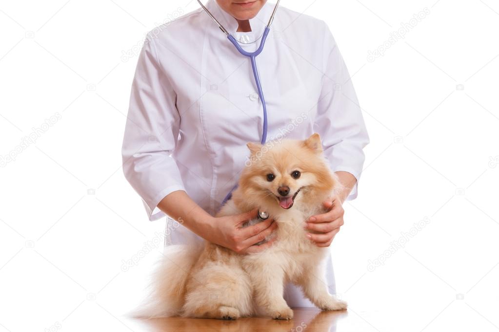 el veterinario guarda perros, Spitz y escucha un estetoscopio, fondo ...