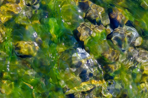 Algae new zealand Stock Photos, Royalty Free Algae new zealand Images ...