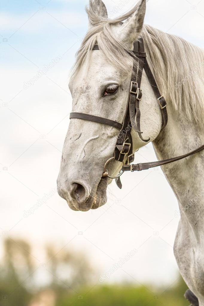 Caballos Pura Sangre Blanco