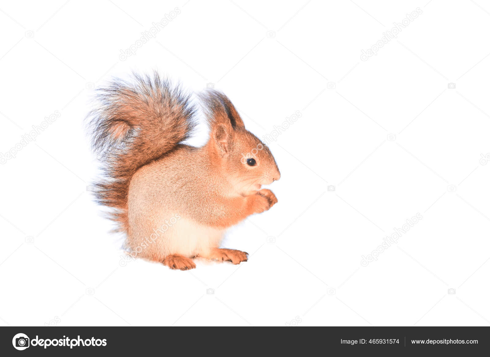 Ardilla Roja Con Cola Tupida Doblada Juntas Sus Patas Delanteras — Foto ...