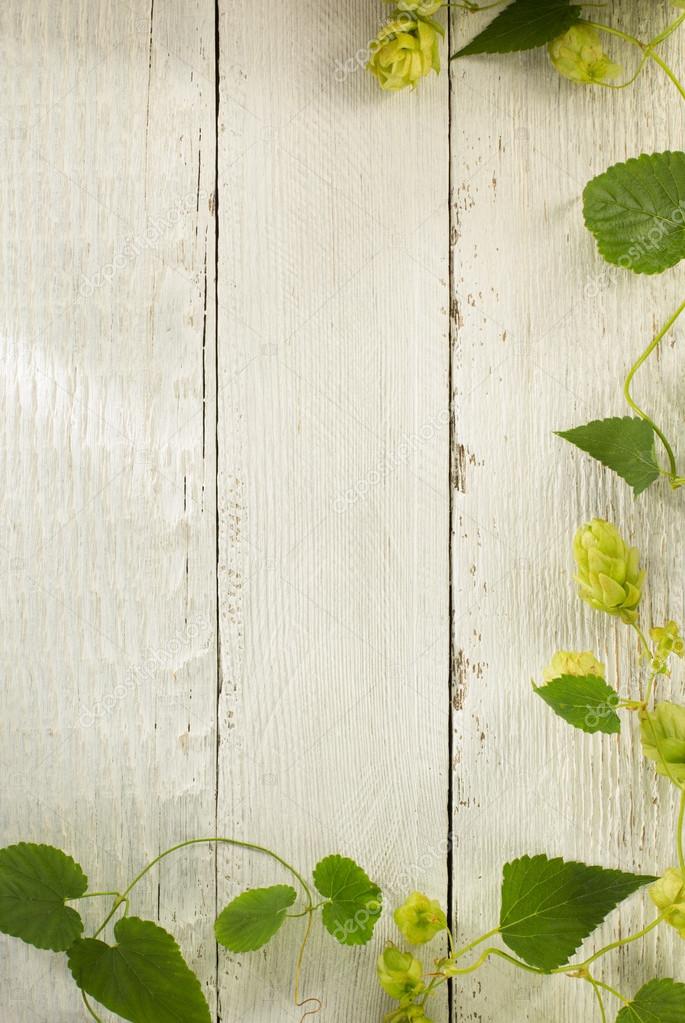 Hop cones on wood — Stock Photo © seregam #93045060