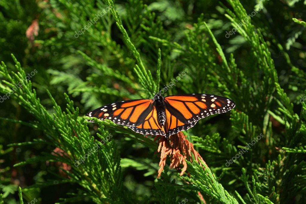 Monarch butterfly on a tree. — Stock Photo © lucidwaters #111747248
