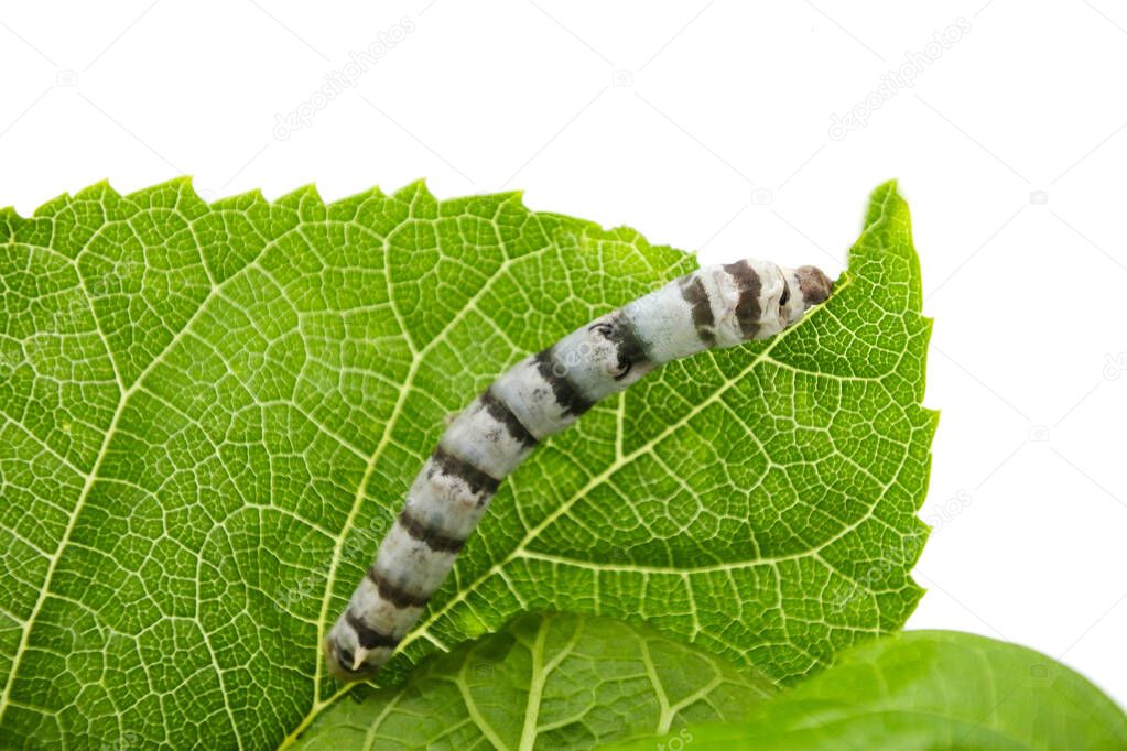 Una polilla de seda doméstica hambrienta gusano de seda (Bombyx mori ...