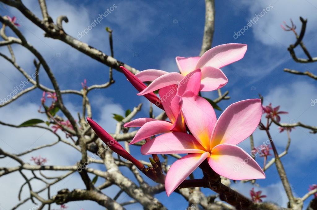 Lei flower tree | Hawaiian Lei flower — Stock Photo © lucidwaters #52846097