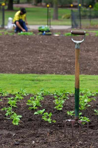Gardner planting plants at Garden - Stock Image - Everypixel