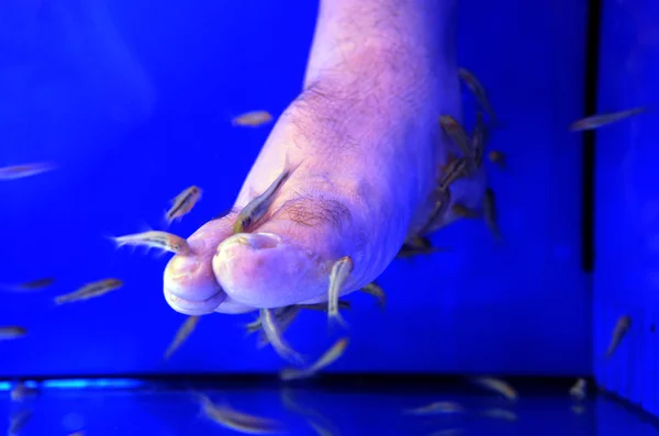 381 Nibble fish Stock Photos, Images | Download Nibble fish Pictures on ...