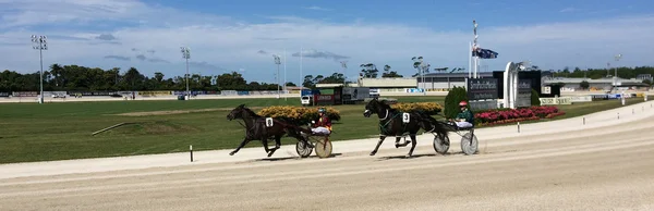 Harness racing in Alexandra Park Raceway in Auckland New Zealand ...