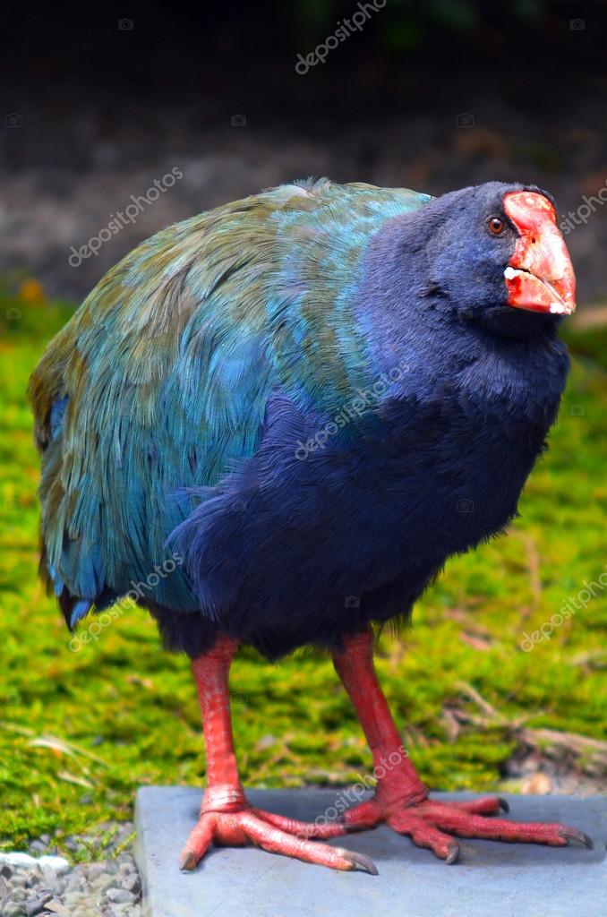 Takahe Bird
