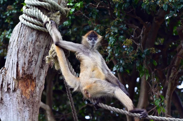Spider monkey play on a rope — Stock Photo © lucidwaters #96477378