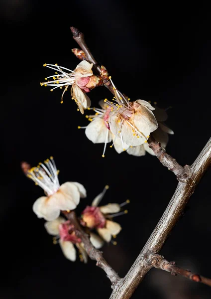 Apricot flowers after frost. The effect of negative temperatures in ...