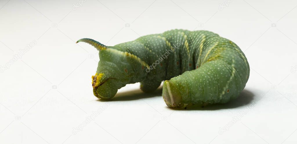 Mimas tiliae es una especie de lepidóptero de la familia Sphingidae ...