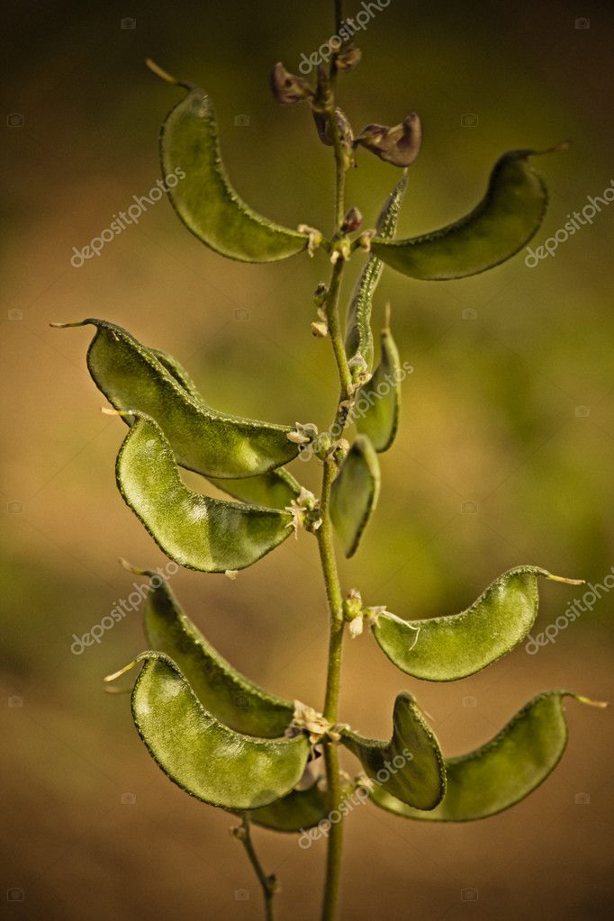 Lablab Purpureus Pawata Papilionaceae Leguminosae Papilionoideae ...