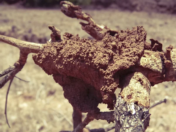 Canker worm Stock Photos, Royalty Free Canker worm Images | Depositphotos®