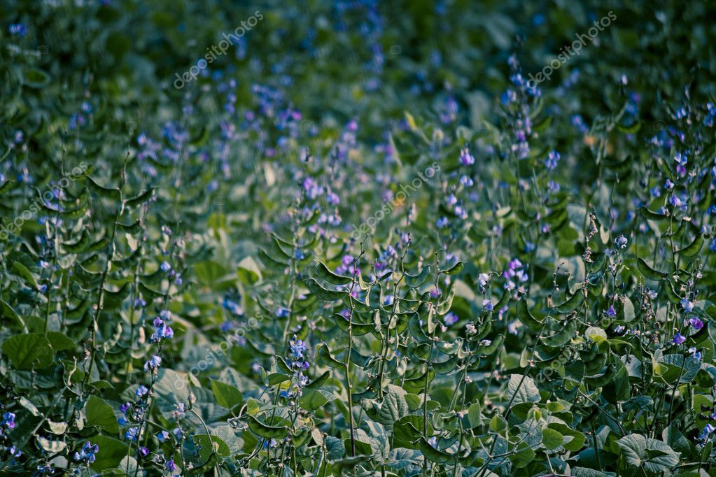 Lablab Purpureus Pawata Papilionaceae Leguminosae Papilionoideae ...