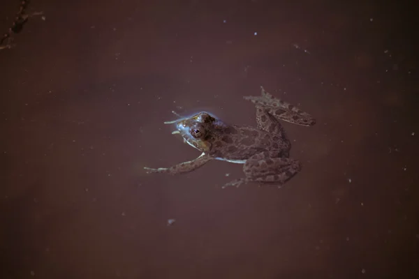 Peixe mudskipper Stock Photos, Royalty Free Peixe mudskipper Images ...