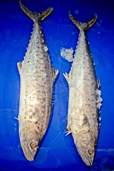 ᐈ King fish stock pictures, Royalty Free king mackerel images ...