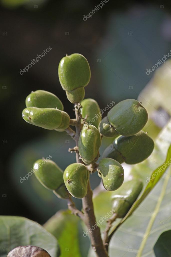 Fruits of Semecarpus anacardium — Stock Photo © yogesh_more #57873301