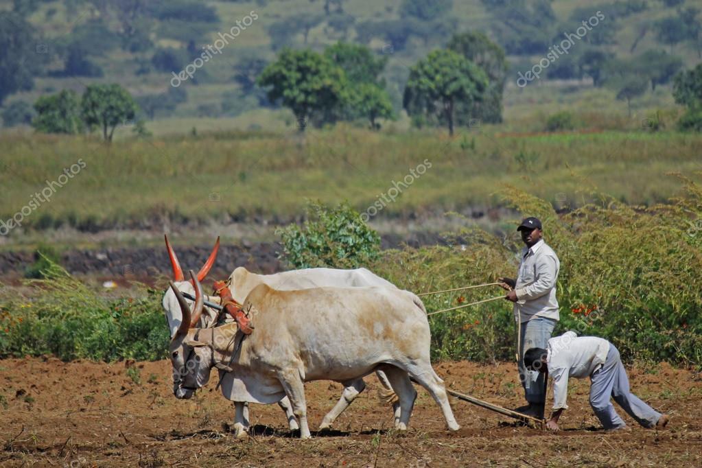 Farmar carrying a pair of bulls with plough, PUNE, INDIA ⬇ Stock Photo ...