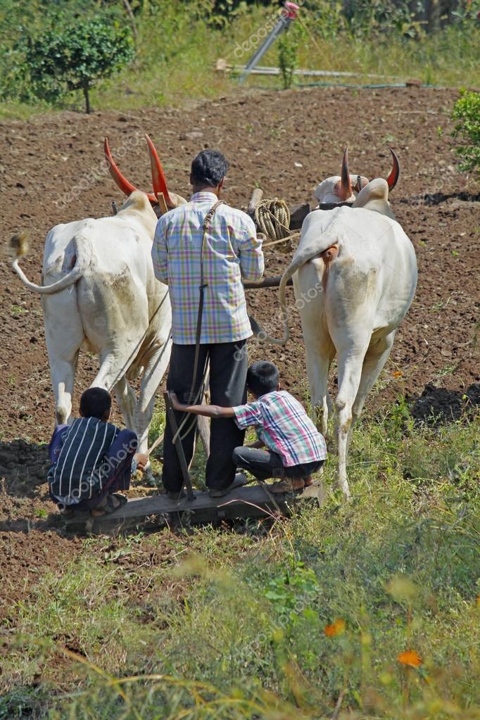 Farmar carrying a pair of bulls with plough, PUNE, INDIA — Stock ...