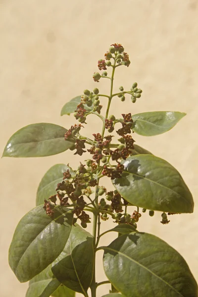 Flowers of Pterocarpus santalinus, Red Sandalwood Stock Photo by ...