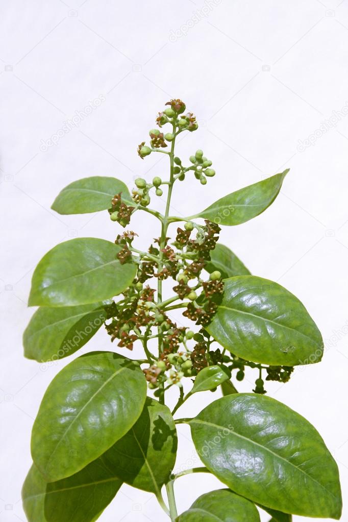 Flowers of Pterocarpus santalinus, Red Sandalwood Stock Photo by ...