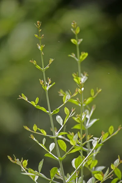 Pohon mignonette Stock Photos, Royalty Free Pohon mignonette Images ...