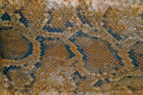 Fotos de Python royal, Imagens de Python royal sem royalties ...