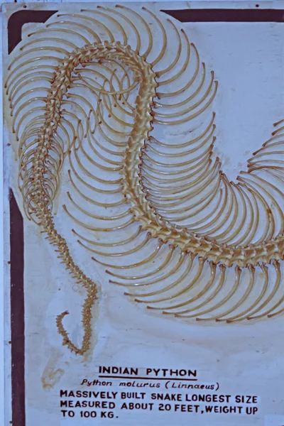 Snake skeleton Stock Photos, Royalty Free Snake skeleton Images ...