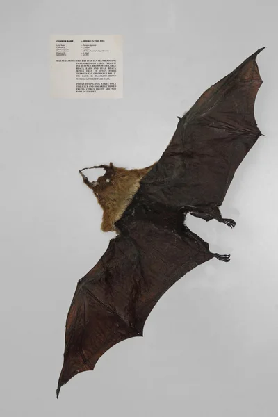 Pteropus giganteus Pictures, Pteropus giganteus Stock Photos & Images ...