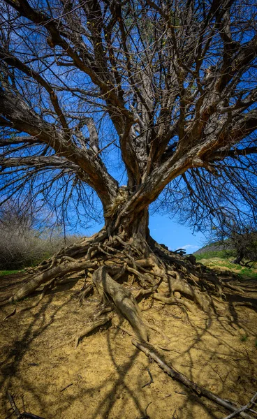 Portfolio: draghicich | Stock Photos, Illustrations and Vector Art ...